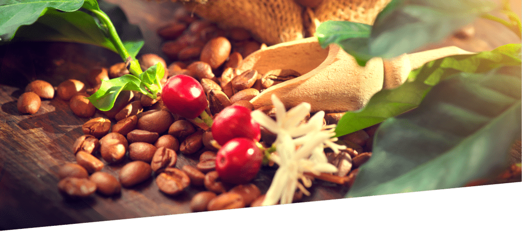 Notre démarche Café équitable